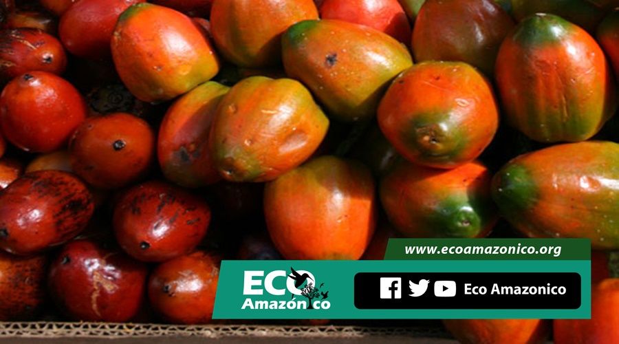 Ceremonia ritual de la Chonta, nacionalidad Shuar - Eco Amazónico