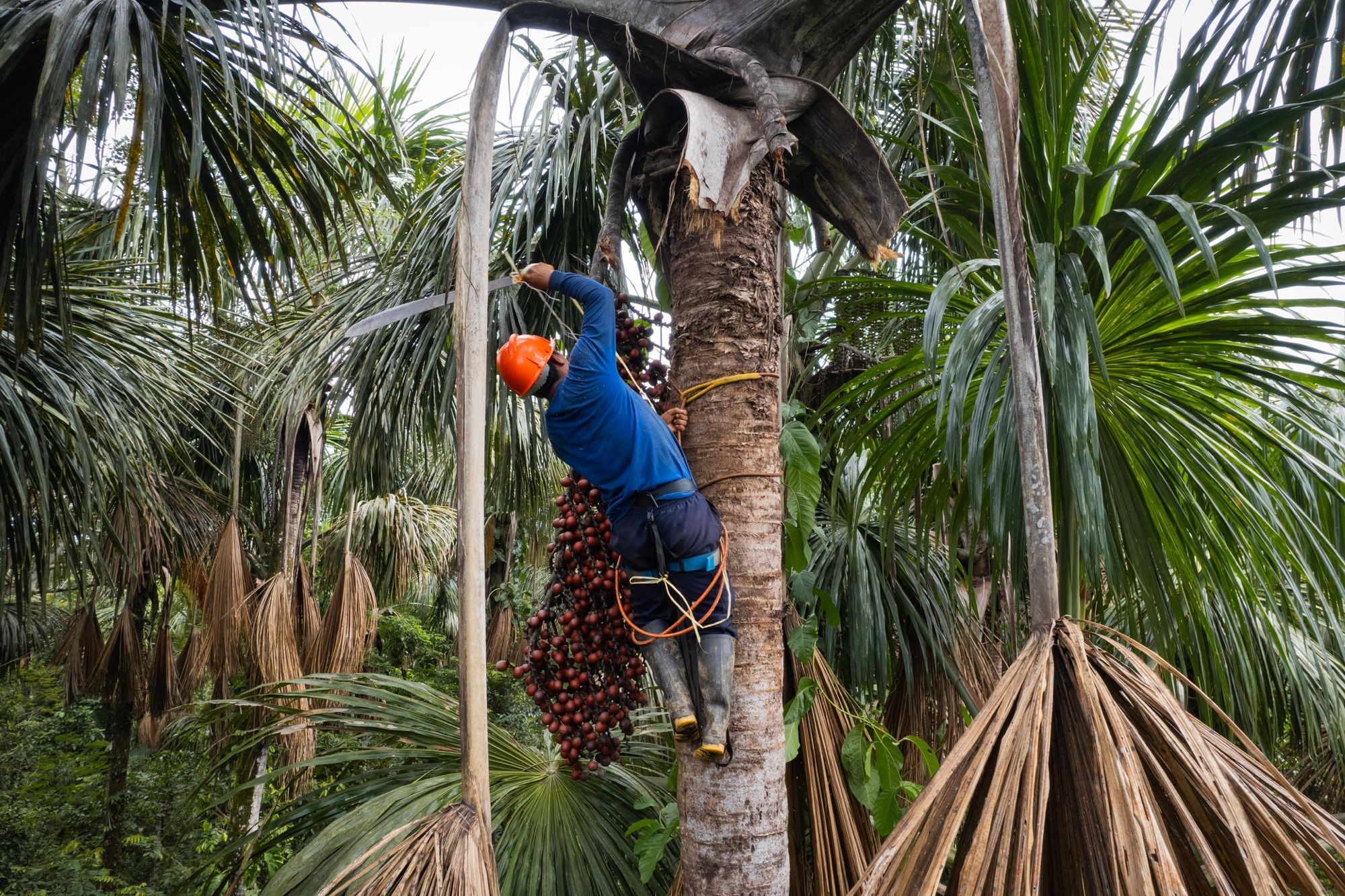 “Comunidades waoranis lideran la sostenibilidad con el Morete: BIO MAYU ...